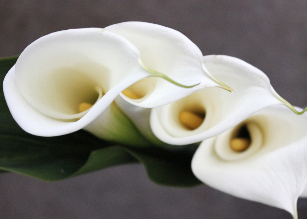 Calla Lily | Stevens and Son Wholesale Florist